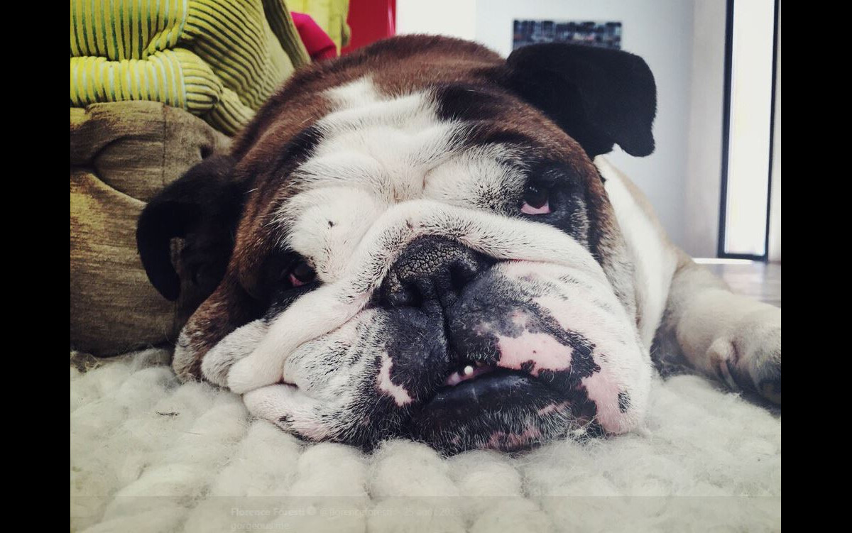 Photo : Bernie, le bulldog de Florence Foresti, sur Twitter le 25 août ...
