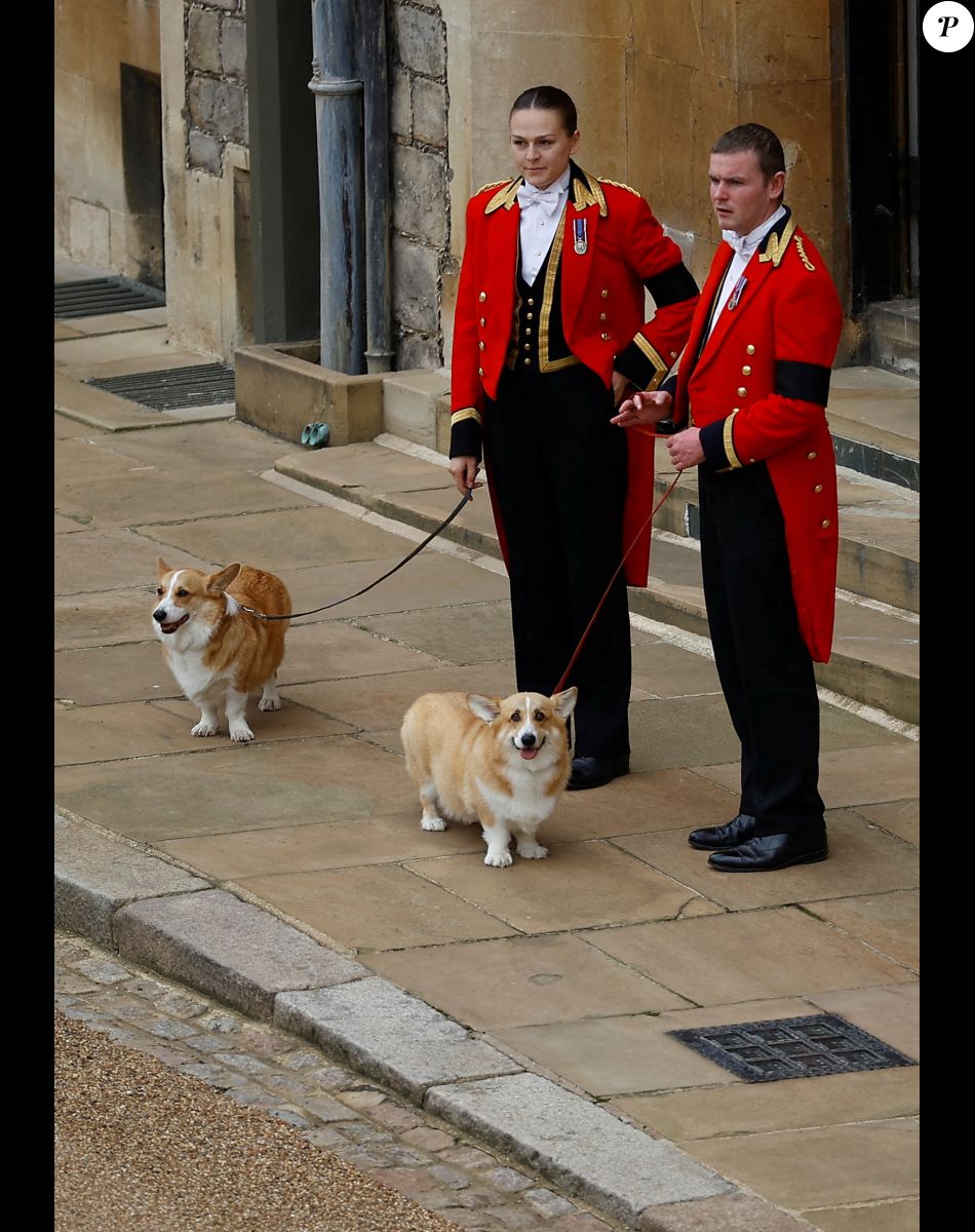 Mort d'Elizabeth II : ses corgis et son poney lui rendent hommage, des images qui ont touché le ...