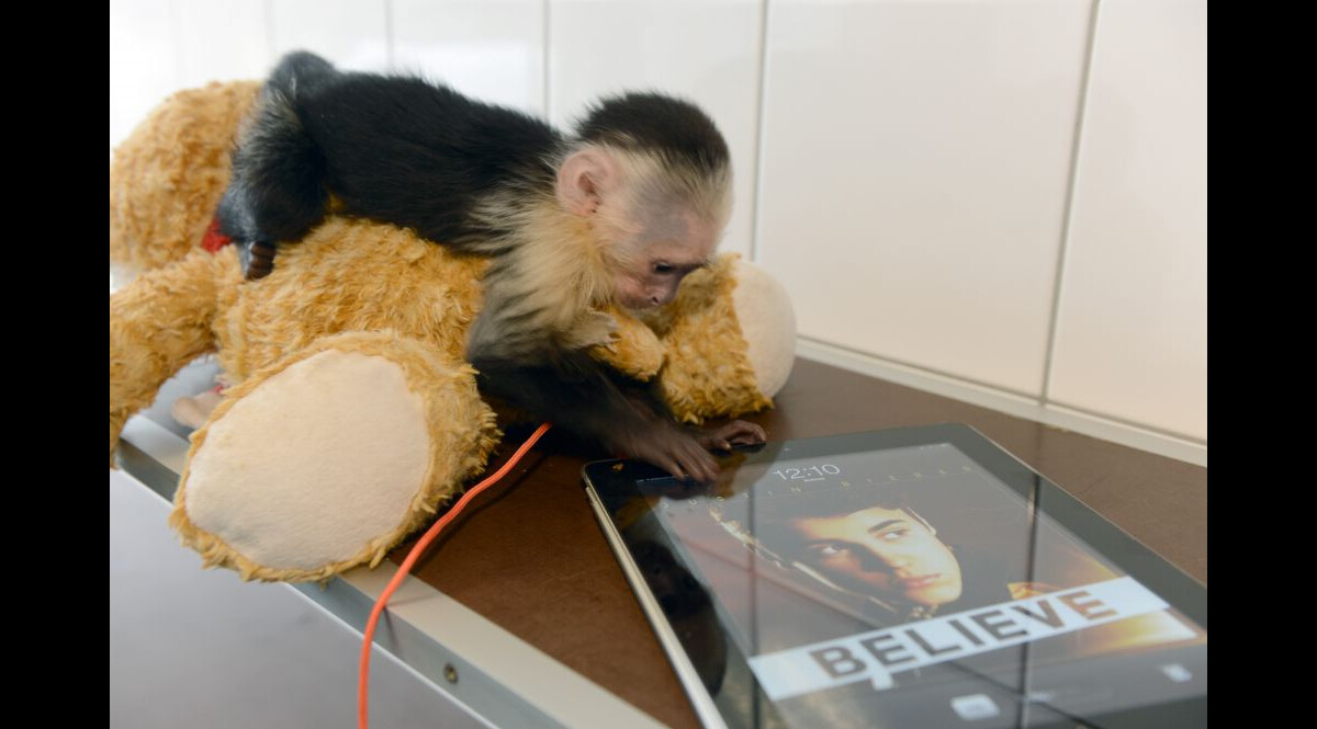 Photo : Mally, le singe du jeune Justin Bieber, a été confisqué à la ...