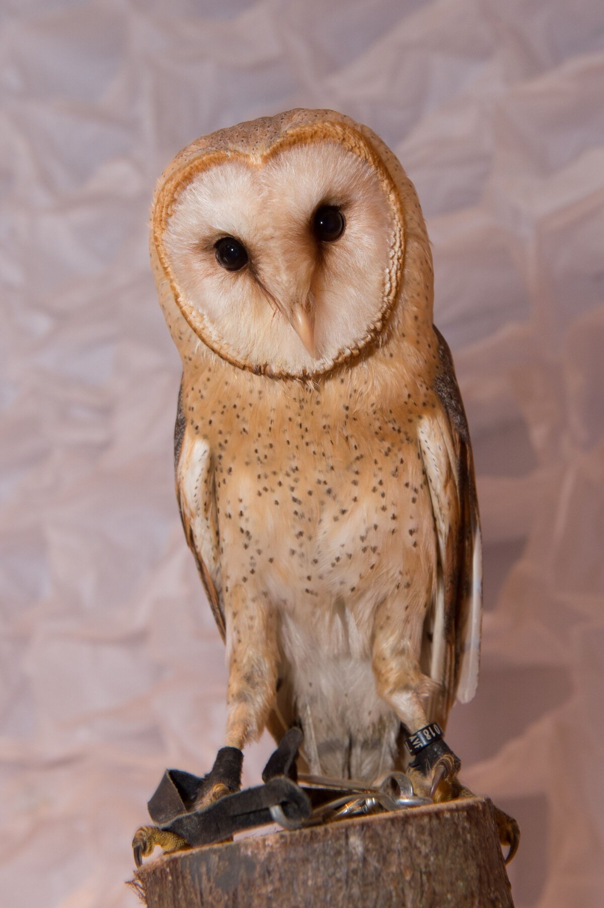 Vidéo : Exclusif - Une chouette à la soirée Bonpoint Paris, le 06 ...
