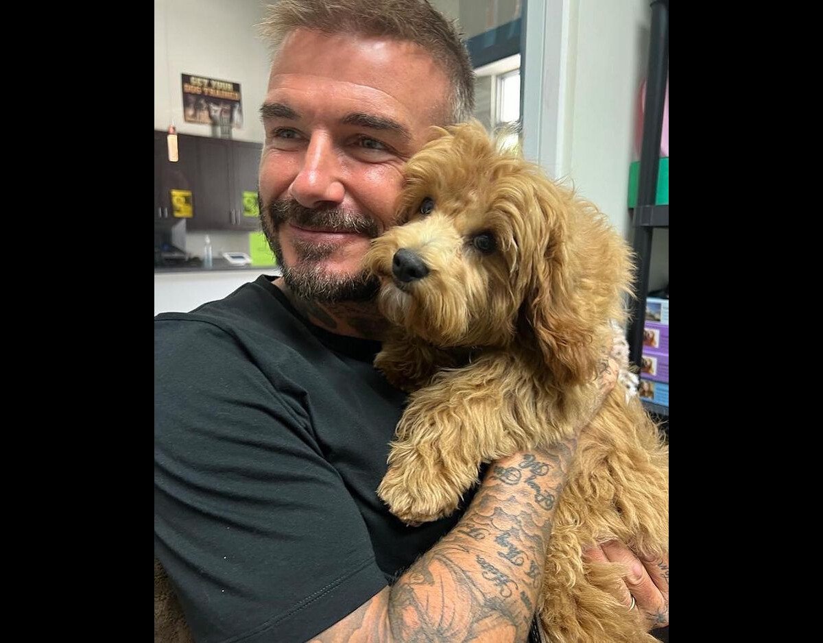 Photo : David Beckham et son chien Simba. - Purepeople