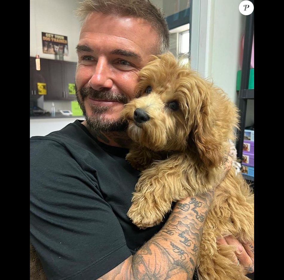 David Beckham et son chien Simba. - Purepeople