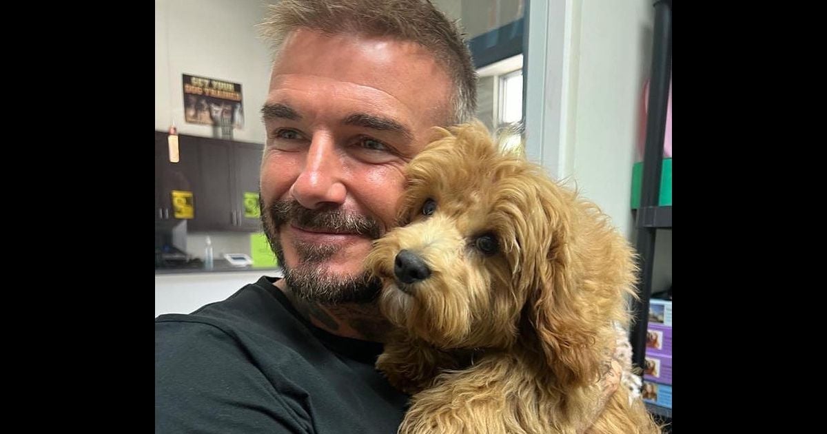 David Beckham et son chien Simba. - Purepeople