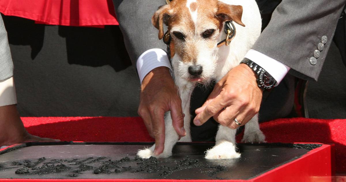Uggie the dog dépose ses empreintes devant le Grauman's Chinese Theater ...