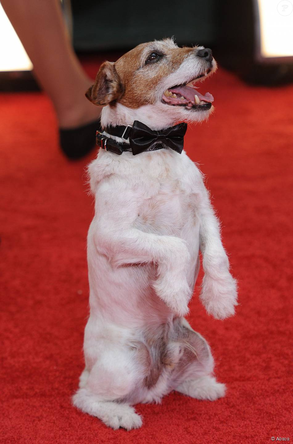 Uggie the dog aux Golden Globe Awards 2012. - Purepeople