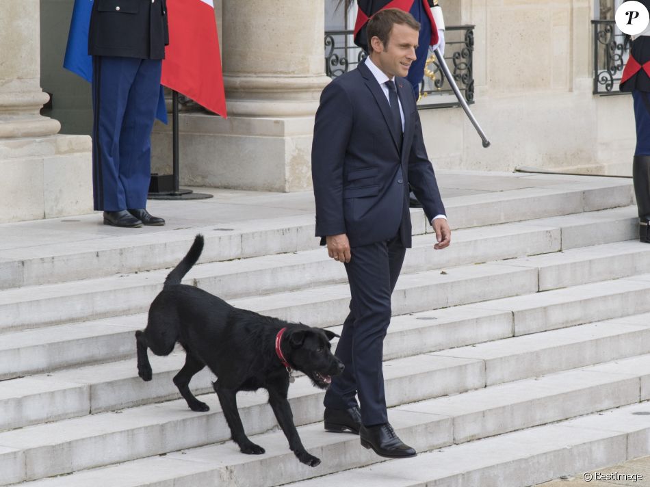 Le président Emmanuel Macron et son chien Nemo sur le perron du palais ...