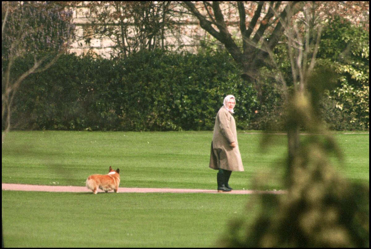 Photo : La reine Elizabeth II et son chien Windsor en 1994. - Purepeople