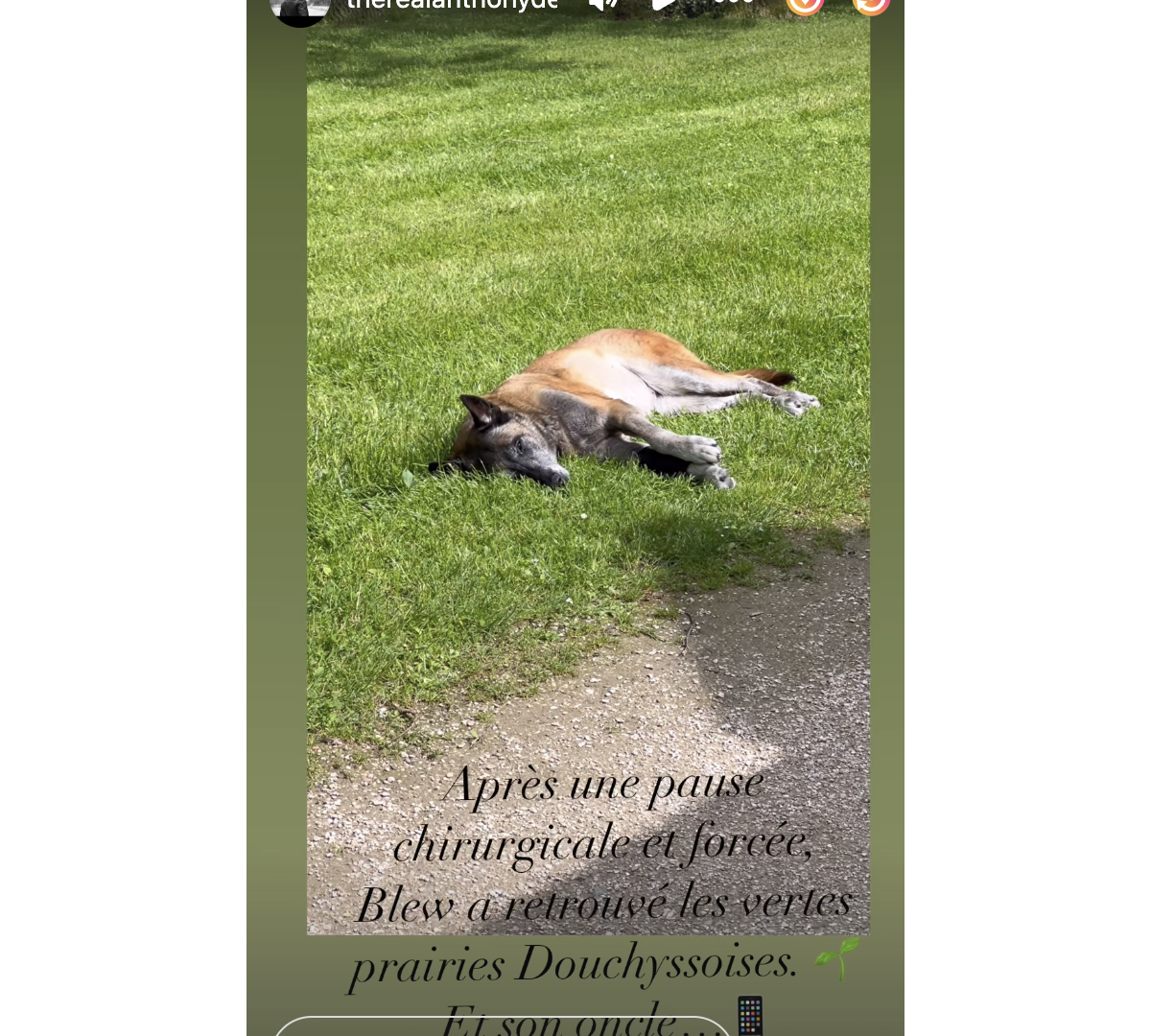 Photo La Chienne A Visiblement Eu Besoin Dune Opération Chirugicale Et Semble Se Remettre 