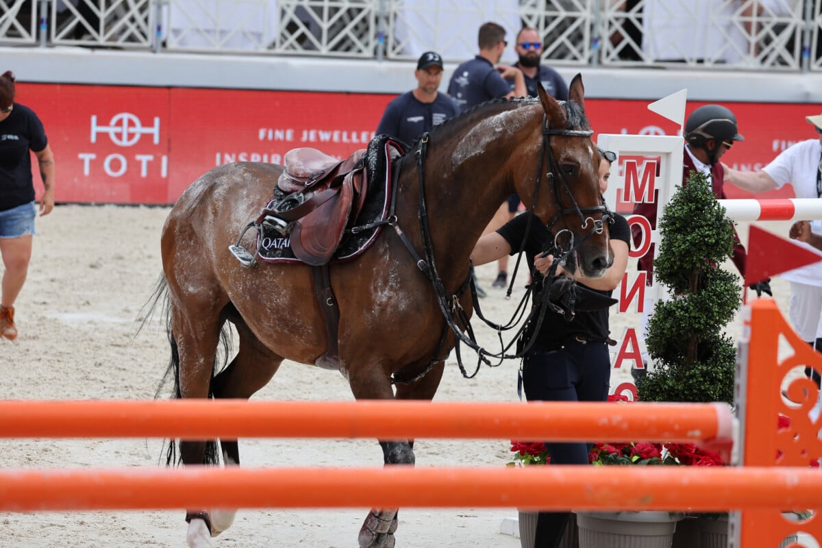 Photo : Le cheval du cavalier qatarien Bassem Hassan Mohammed, qui a ...