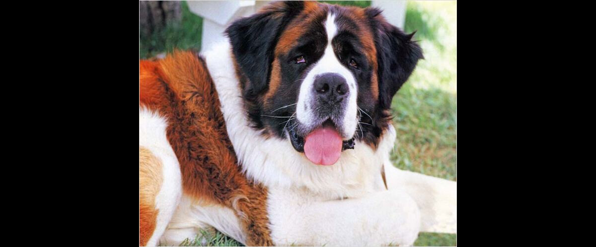 Photo : Beethoven dans Beethoven (1992). - Purepeople