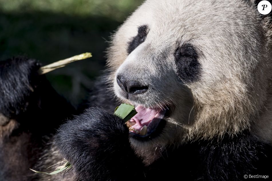 Le nouvel enclos des pandas Mao Sun et Xing Er, arrivés de Chine et ...