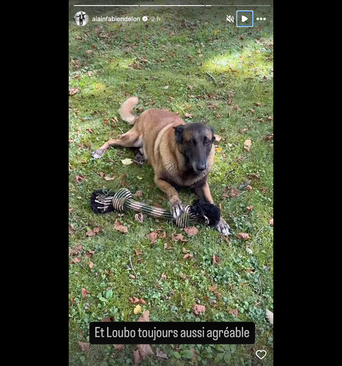Photo : Alain-Fabien Delon immortalise Loubo, le dernier chien d'Alain ...