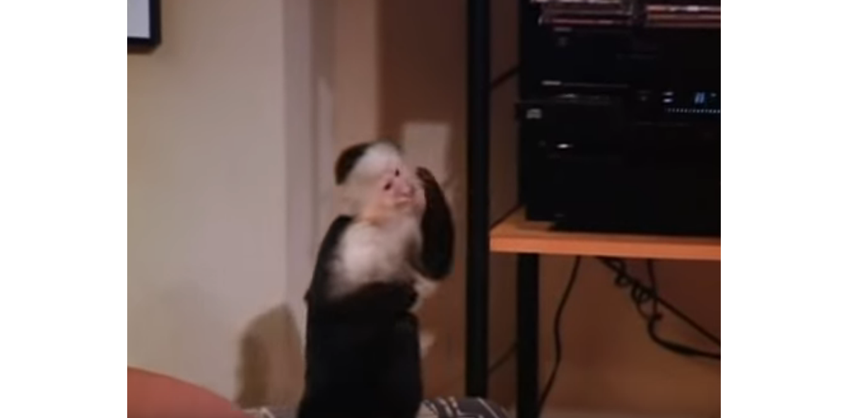 Photo : Marcel le singe dans Friends, saison 1. - Purepeople