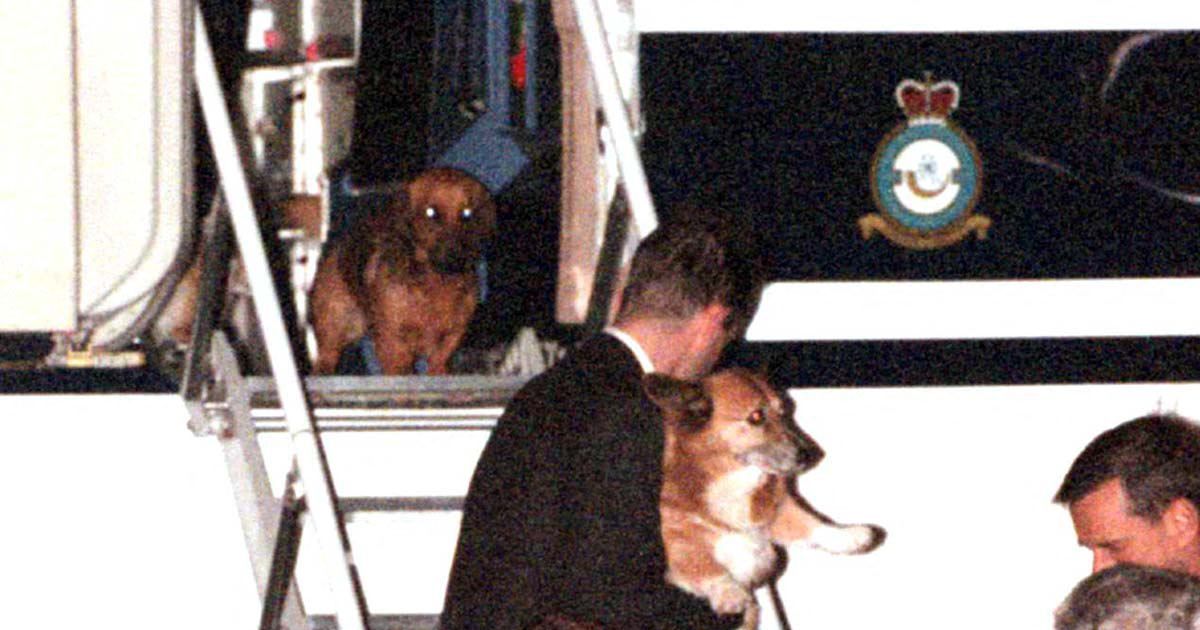 La reine Elizabeth et ses chiens à l'aéroport d'Heathrow en 1998 ...