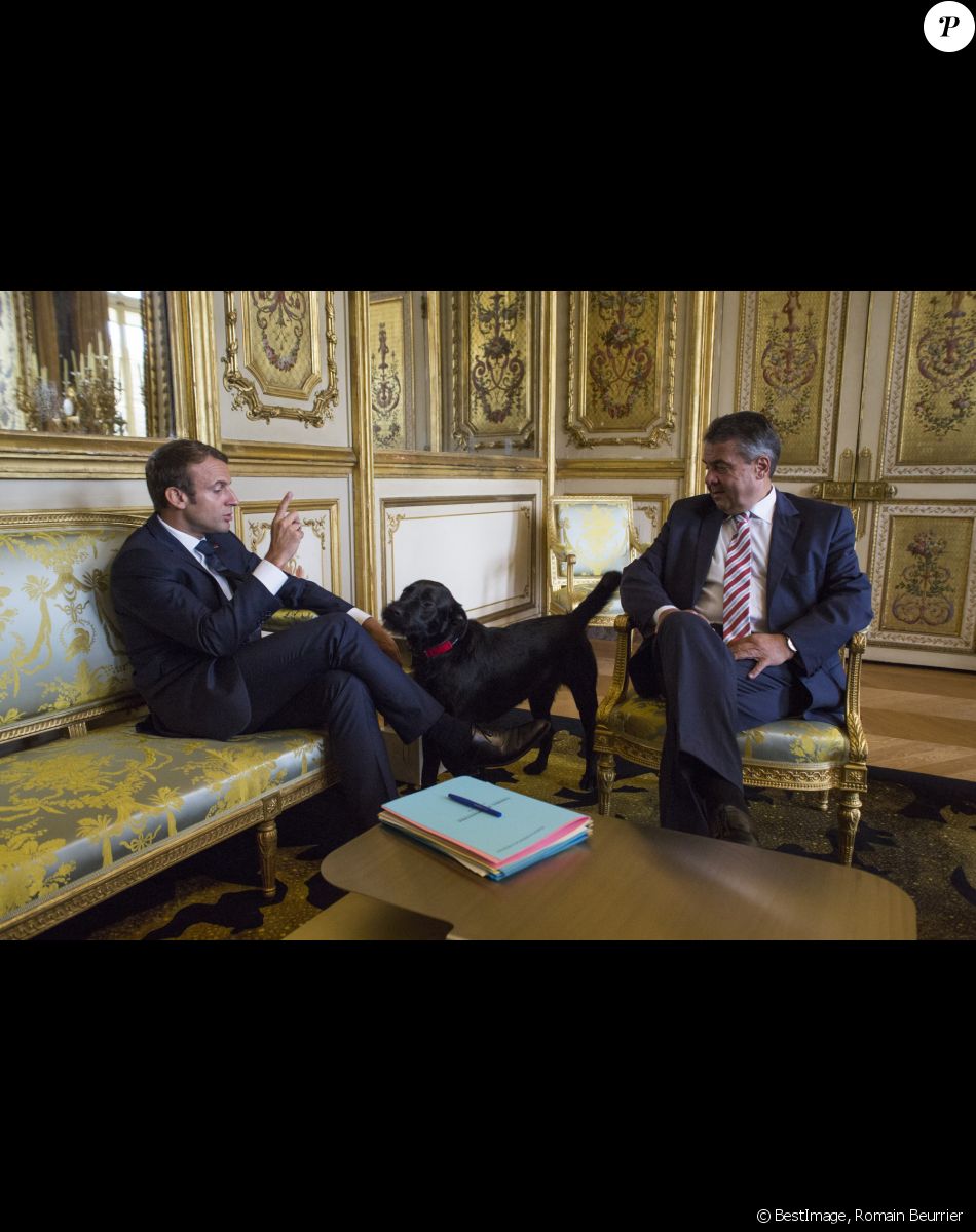Emmanuel et Brigitte Macron : Leur chien Nemo, star d'une nouvelle ...