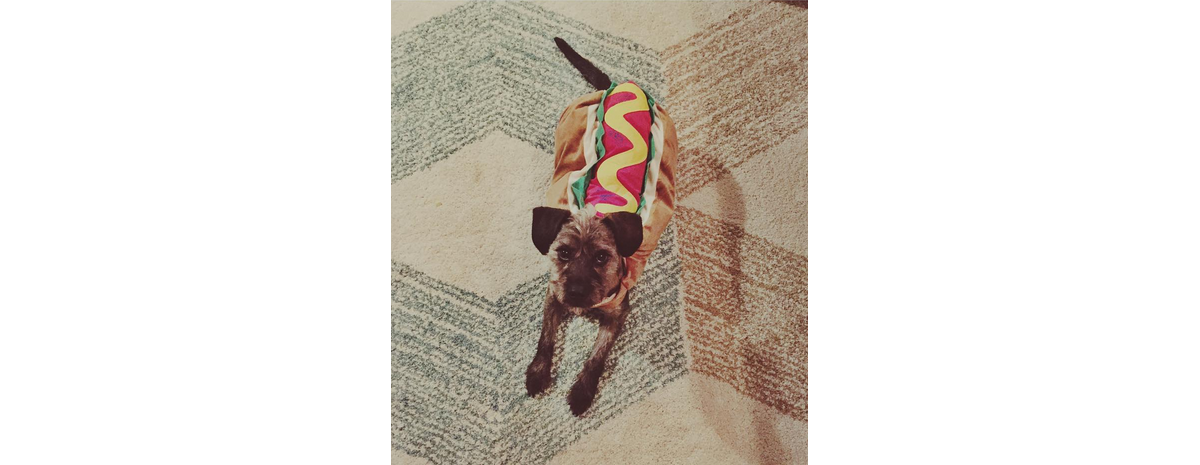 Photo : Ozzy, le chien d'Alanna Masterson et Brick Stowell déguisé en ...
