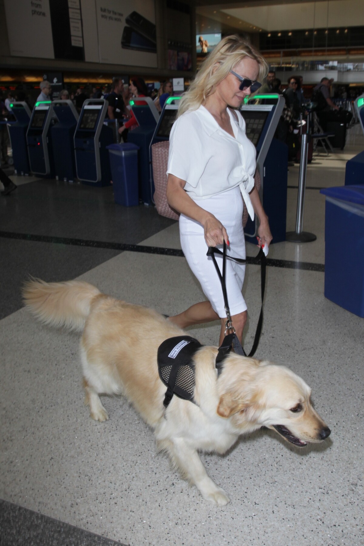 Photo : Pamela Anderson arrive avec son chien JoJo à l'aéroport de LAX ...