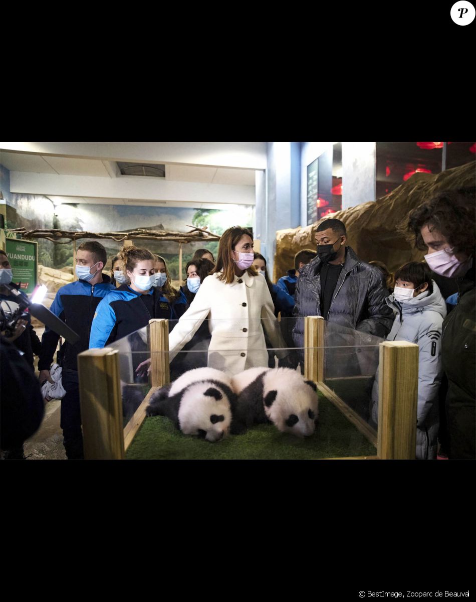 Kylian Mbappé avec des bébés pandas : photos de la rencontre improbable ...