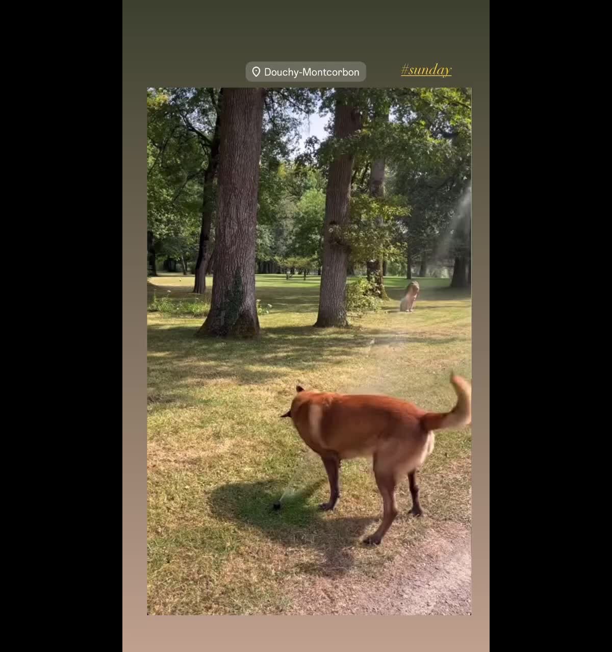 Vidéo : Anthony Delon a partagé une vidéo de Loubo, le chien qu'Alain ...