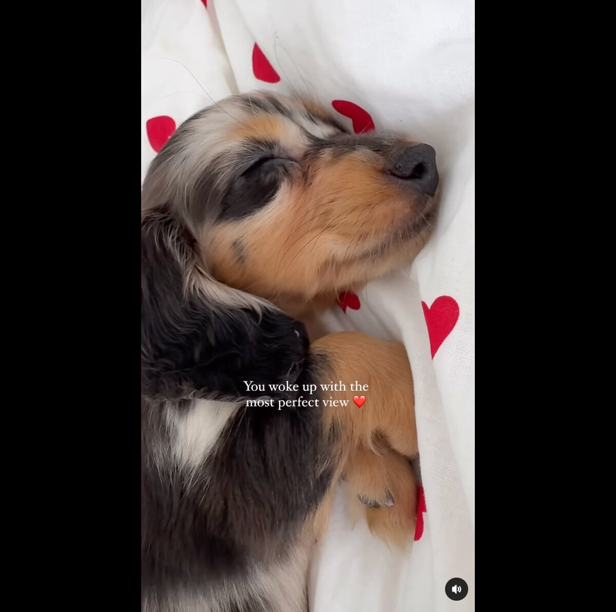 Photo : Dorénavant, une adorable femelle teckel à poil long partage son quotidien. Visiblement ...