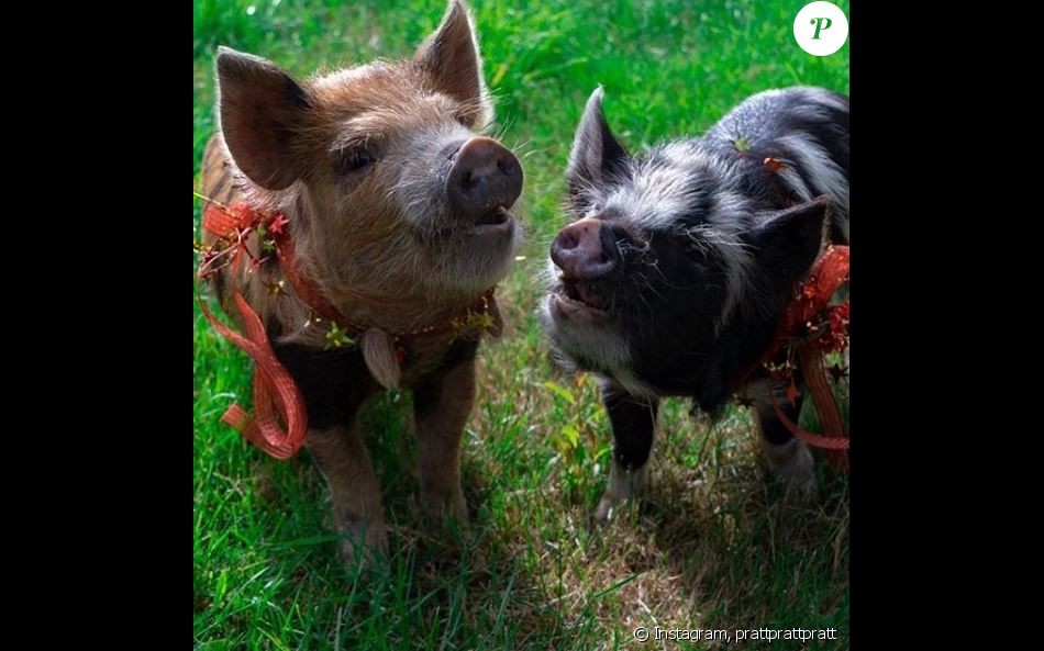 Les deux petits cochons dans la ferme de Chris Pratt (mai 2019 ...