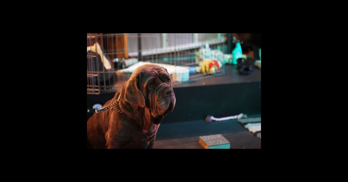 Voici Monkey, qui a joué Crockdur dans Harry Potter et l'Ordre du ...