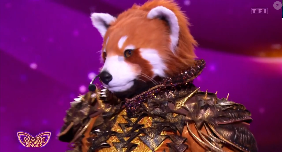 Photo : Le Panda Roux a fait son apparition dans l'émission "Mask ...