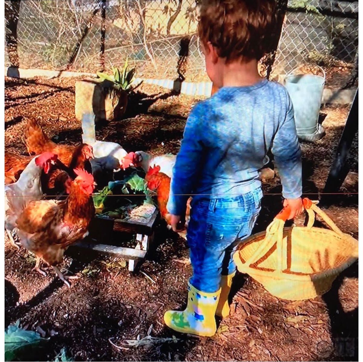 Photo : Des clichés qui rappellent ceux d'Archie à la ferme il y a ...
