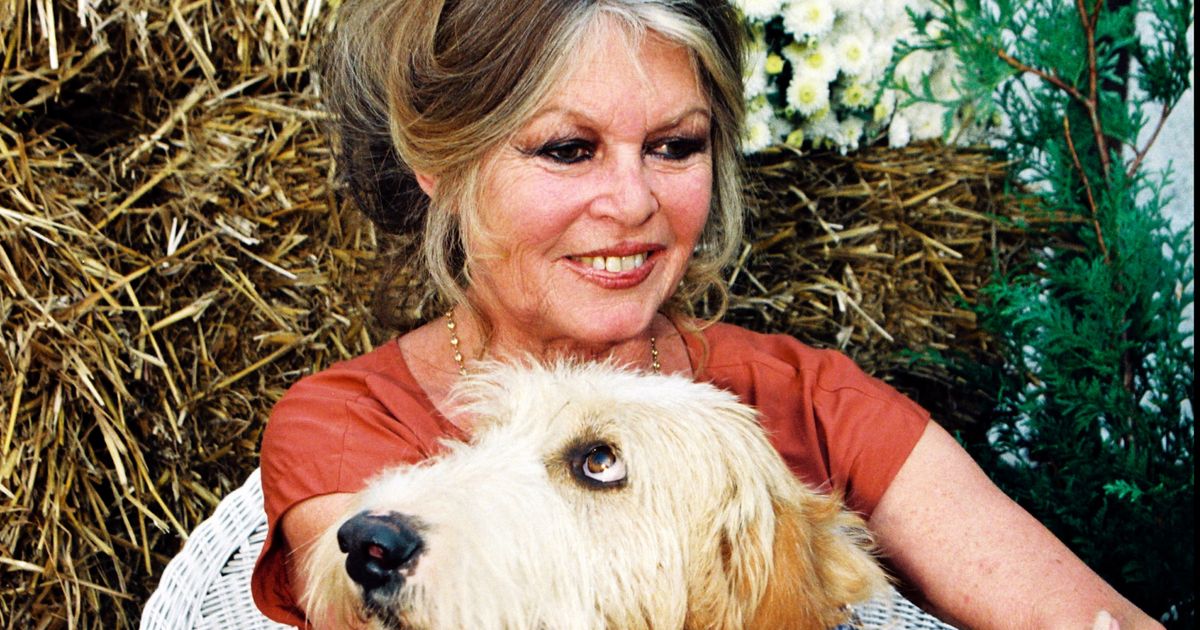 Fondation Bardot : pourquoi l'avenir du grand bébé de Brigitte Bardot ...